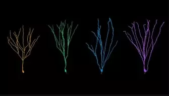 Neuron sing digawe diwasa diwasa luwih suwe, duwe fungsi unik 16741_2