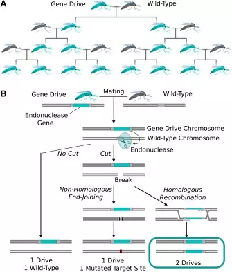 Η νέα τεχνολογία επεξεργασίας γονιδίων μπορεί να εξαλείψει ολόκληρα είδη — Πρέπει να τη χρησιμοποιήσουμε; 16749_3