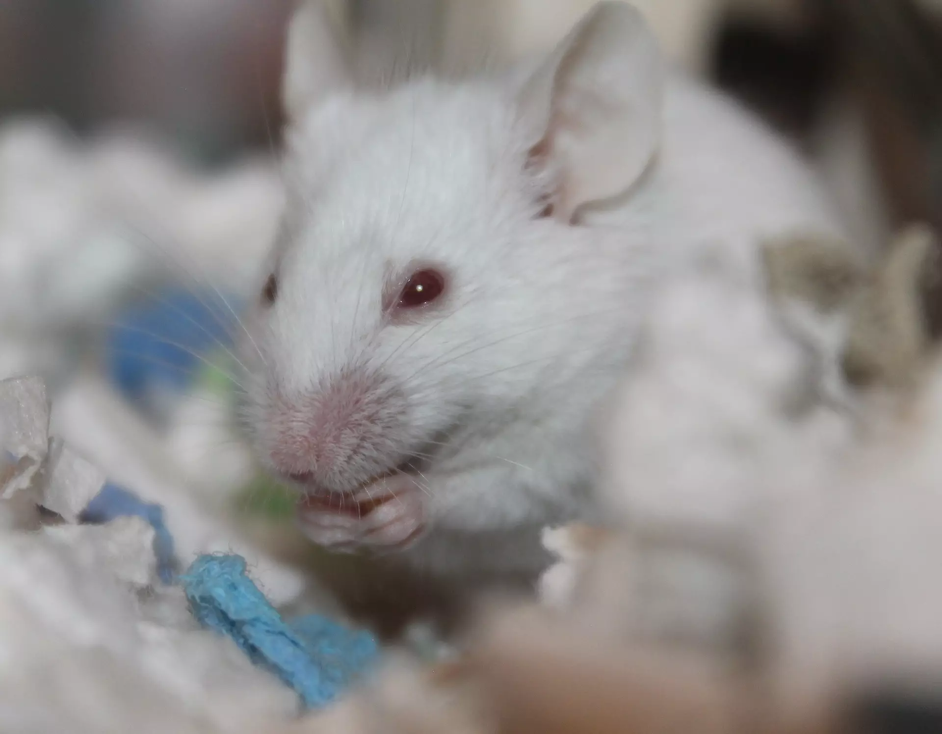 Estudio: 'Ratones poderosos' se mantuvieron fuertes en el espacio con tratamiento genético 16801_1