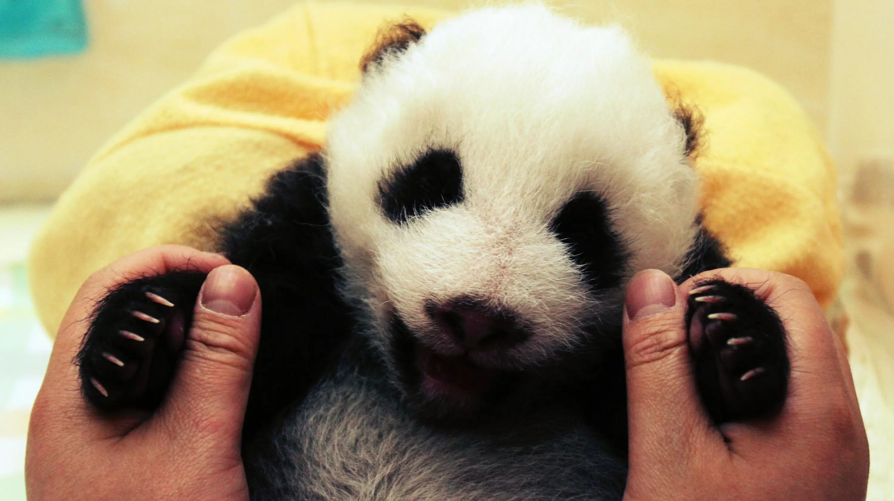 Waarom zijn panda's zwart en wit?