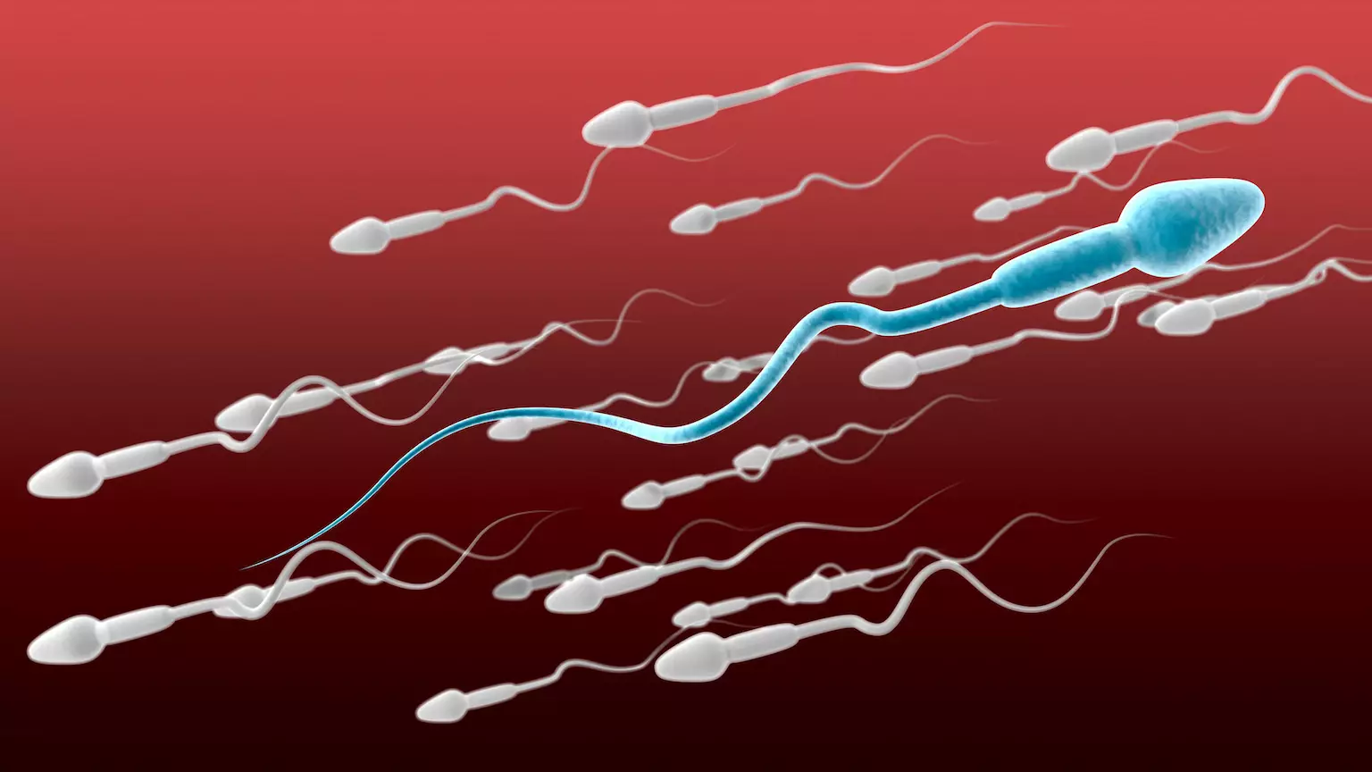 сперматозоидтардың бедеулігі