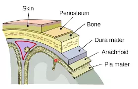 Novi implantat može omogućiti paraliziranima da ponovo hodaju 17078_4