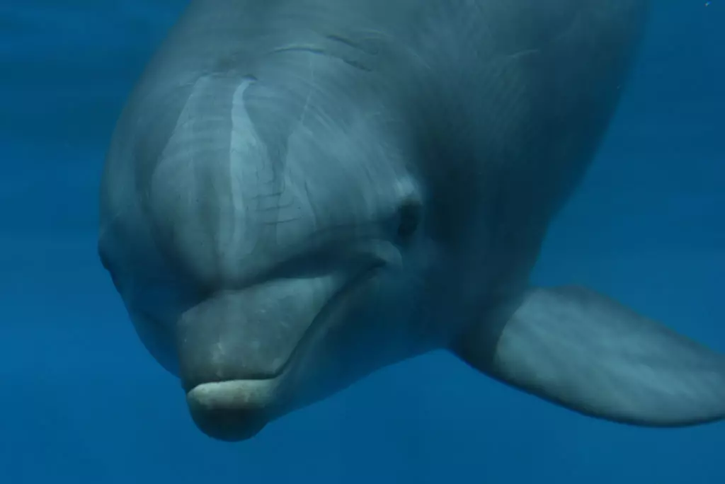 Dolphin Sanctuary får fart takket være 