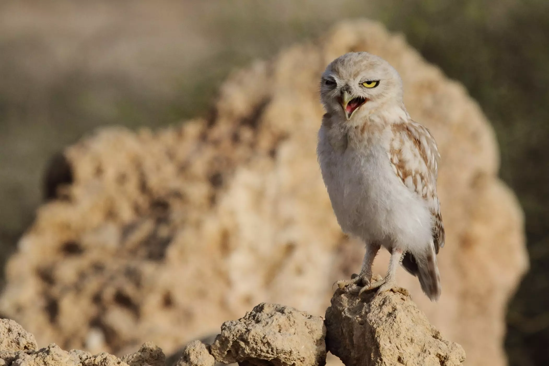 Nieuwe bloedtest kan uitwijzen of je van nature een nachtbraker of een vroege vogel bent 17624_1