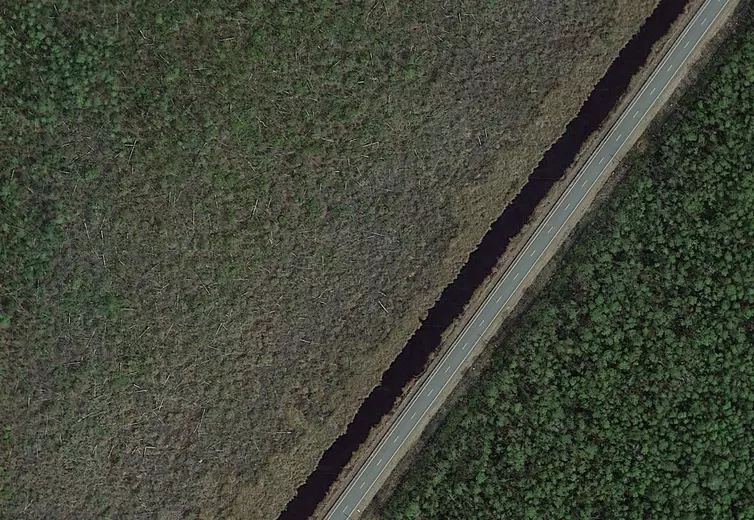 Imagen de Google Earth con una carretera que divide bosques sanos y muertos.