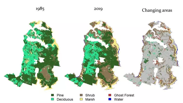 La intrusión de agua salada está acabando rápidamente con los bosques costeros de Carolina del Norte.