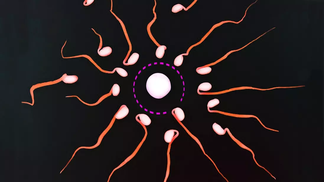 난자가 실제로 정자를 '선택'할 수 있다는 새로운 연구 결과 17827_1