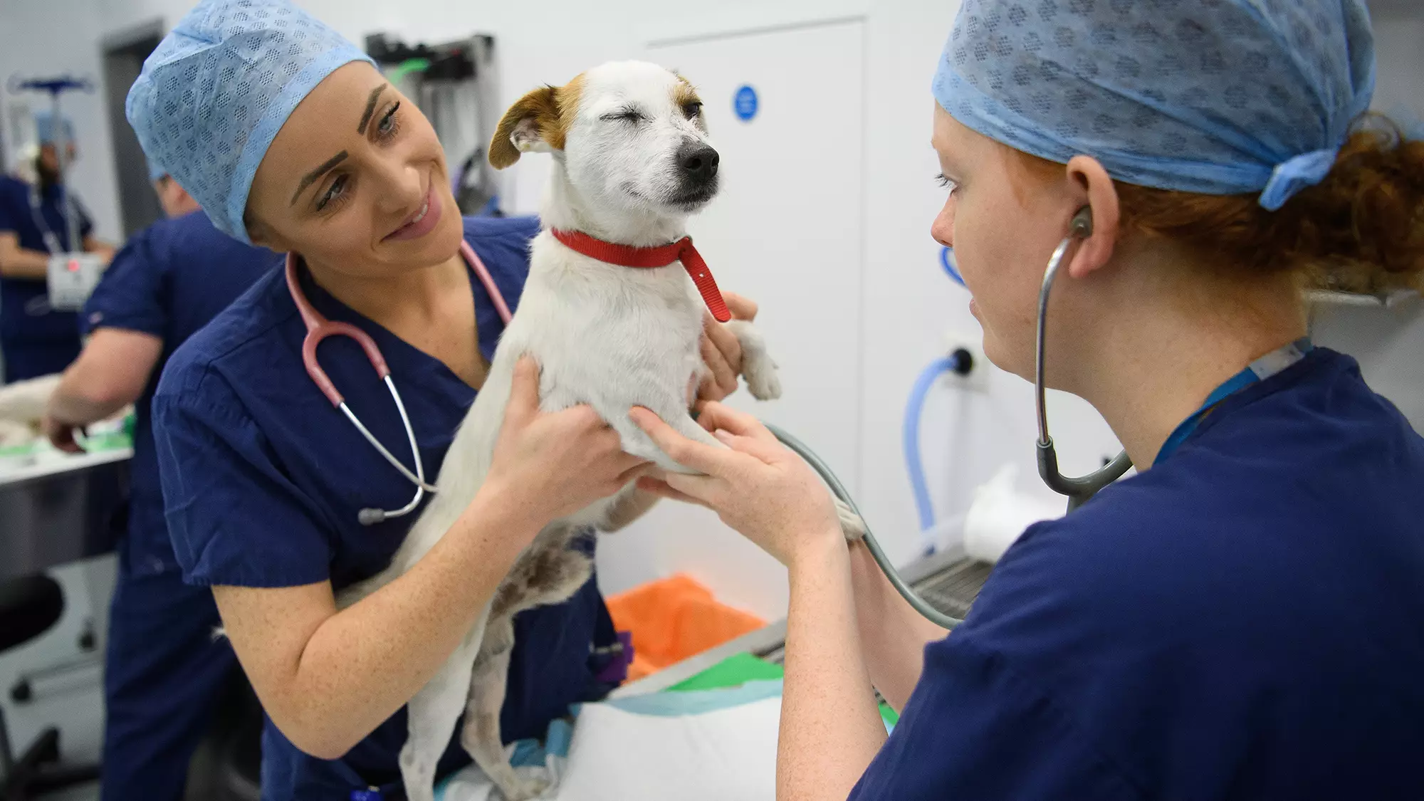 Topp veterinærer avviser homeopatisk behandling for dyr som primær omsorg 18038_1