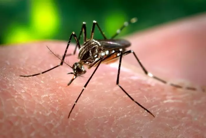 The Great Zika Freak-Out: Un momento de ensino na psicoloxía do medo 18625_0