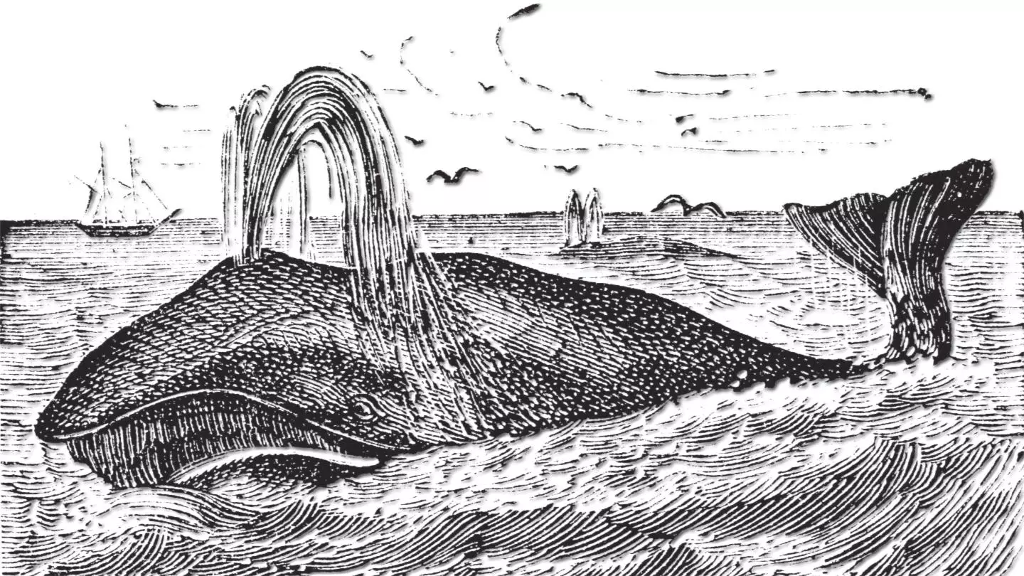 W XIX wieku wieloryby ostrzegały się nawzajem przed myśliwymi