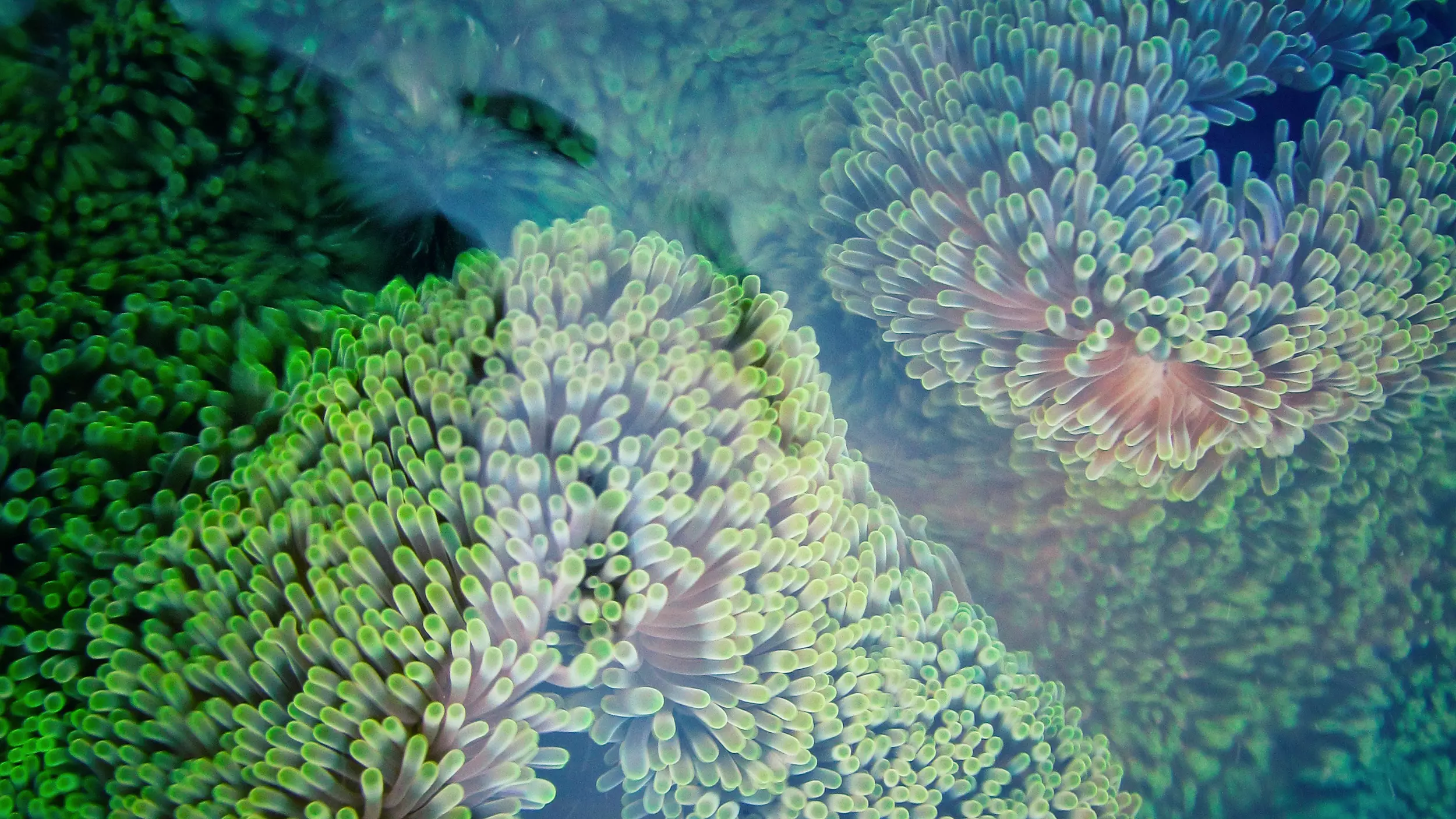 De tafallige ûntdekking fan wittenskipper makket dat koraal 40x rapper groeit 19137_1