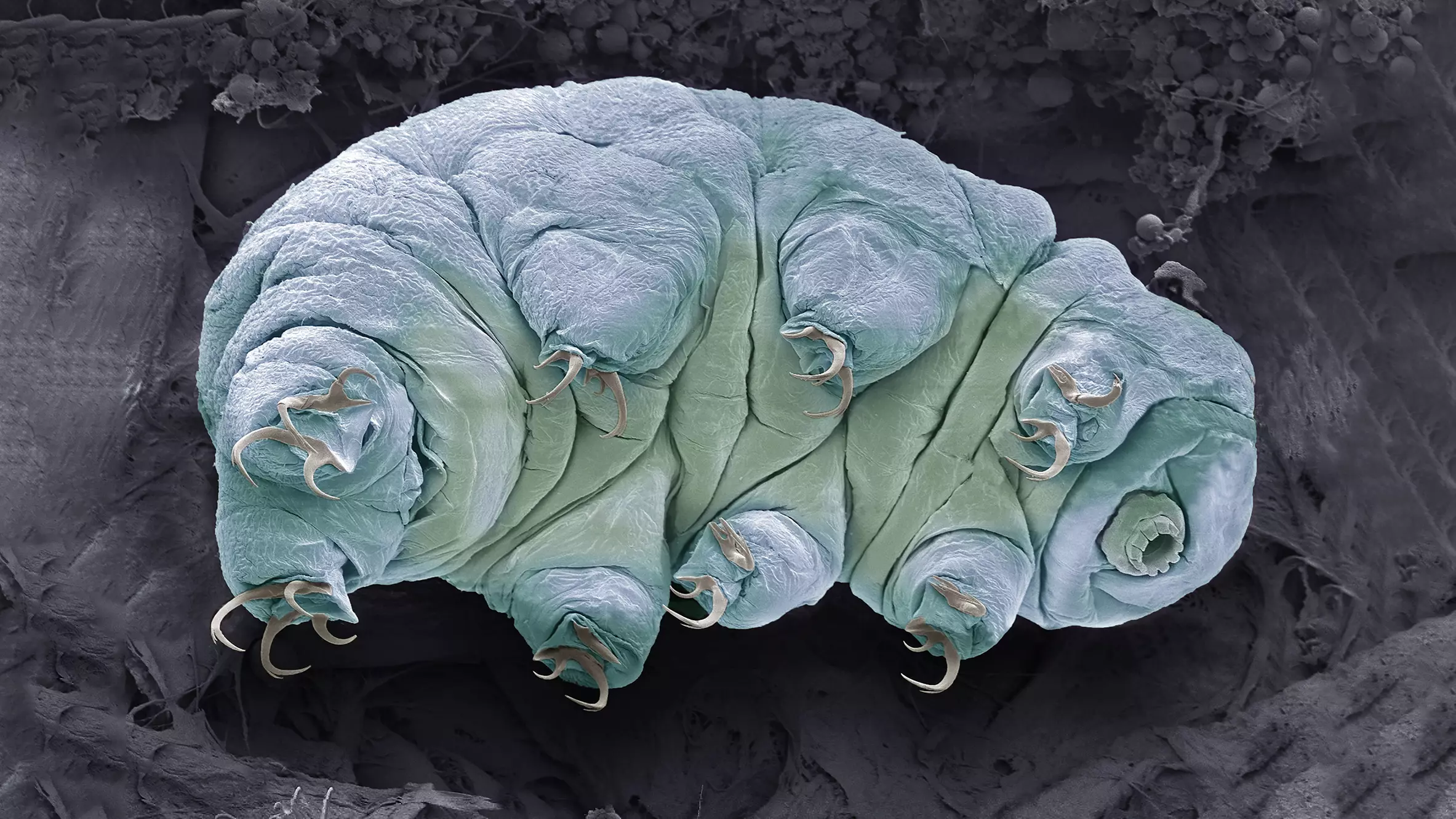 Në fund të fundit, tardigradët kanë një dobësi fatale 19716_1
