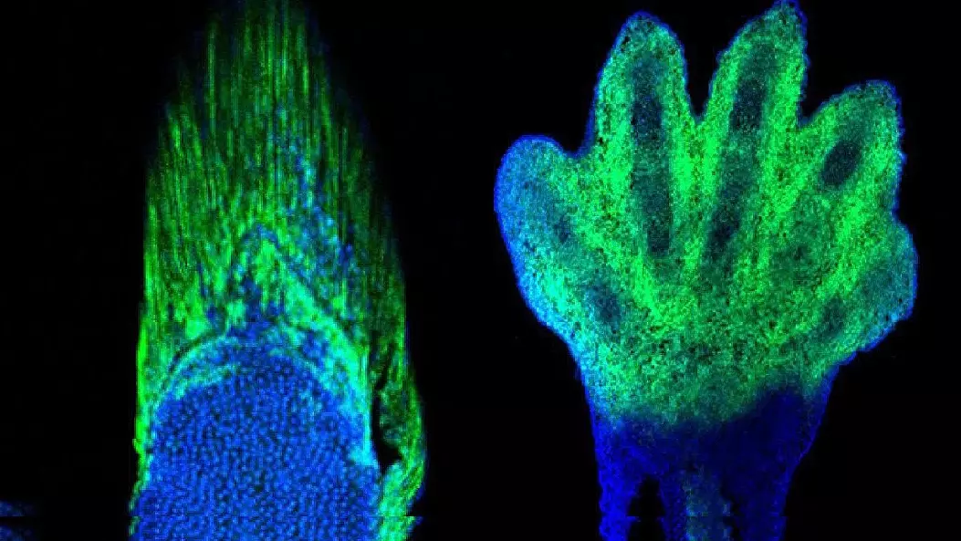 Pētījums: kā zivju spuras attīstījās, lai kļūtu par cilvēka pirkstiem 20324_1