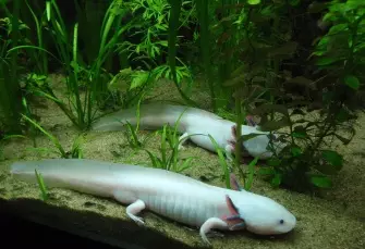 Rahasia pikeun regenerasi? Élmuwan nyatakeun yén éta aya dina génom axolotl. 21493_2