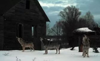 Anụ ọhịa wolf na-ahapụ mpaghara redioaktivu gburugburu Chernobyl na-ebuli egwu ụmụ mmadụ 21520_4