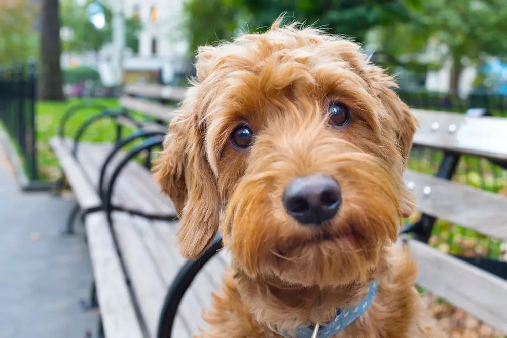 Hunden din vet når du snakker et fremmedspråk 2292_1