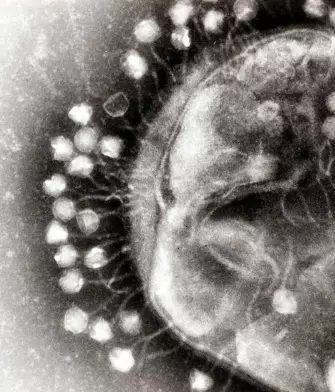 Abahanga bica superbugs hamwe na virusi 23235_3