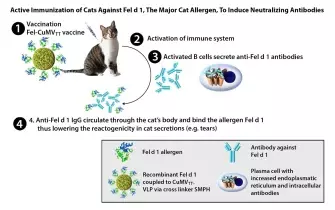 Il nuovo vaccino (per i gatti) annulla le reazioni allergiche nell'uomo 2413_3