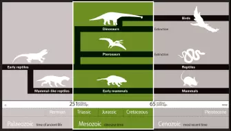 Ubushakashatsi bwerekanye ko urupfu rwa dinosaur rwatumye inyamaswa z’inyamabere ziva mu ijoro 24266_2