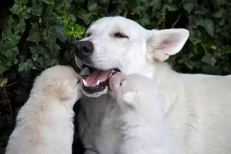 Los derechos de cachorros y gatitos están protegidos por la nueva ley del Reino Unido 24314_5