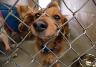 Los derechos de cachorros y gatitos están protegidos por la nueva ley del Reino Unido 24314_6