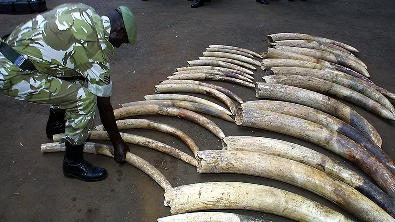 Hoa Kỳ xử lý nạn săn trộm voi châu Phi bằng động thái chính sách lớn 24437_0