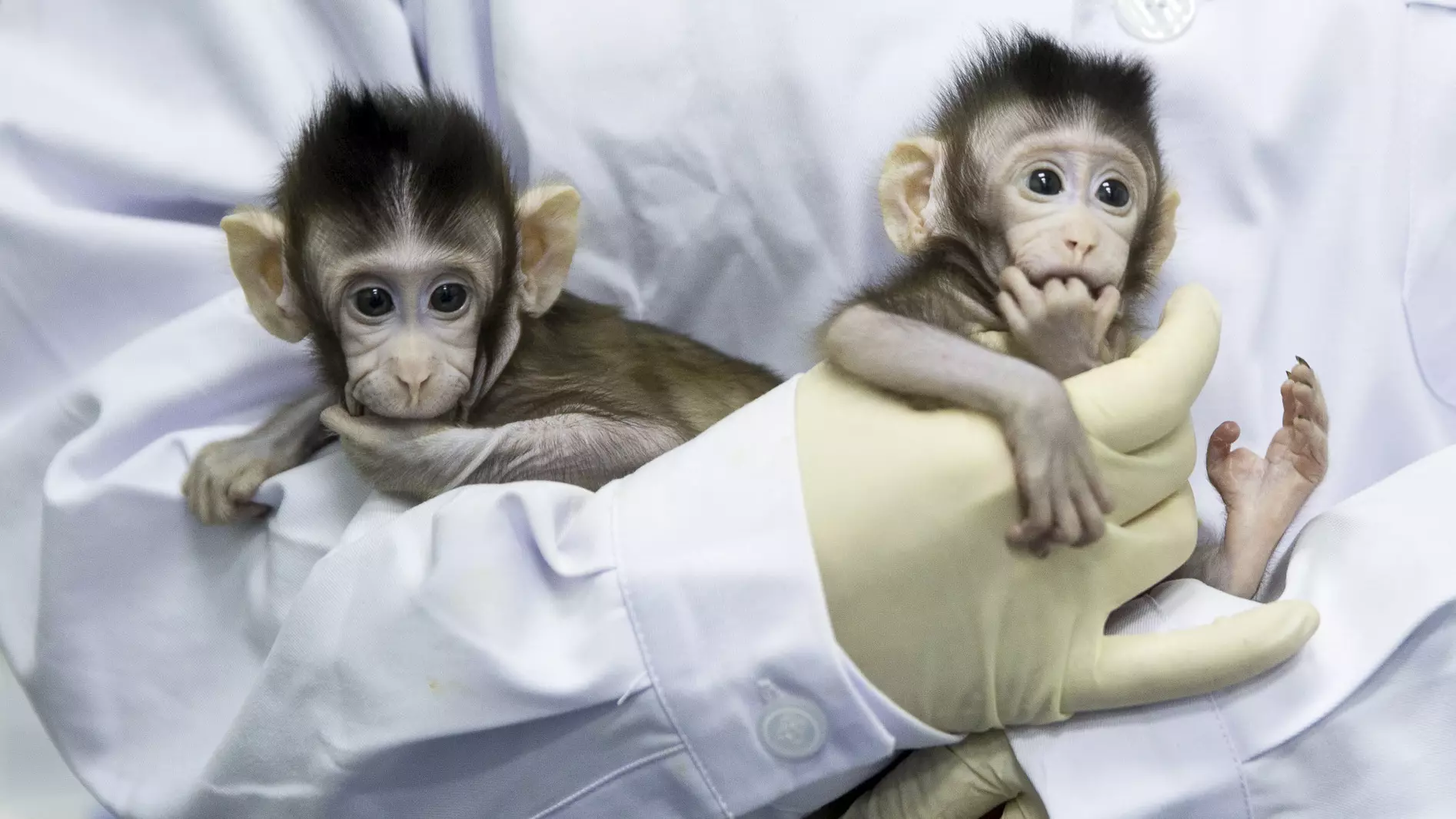 Kinesiska forskare klonar två apor – och konsekvenserna är enorma 2464_0