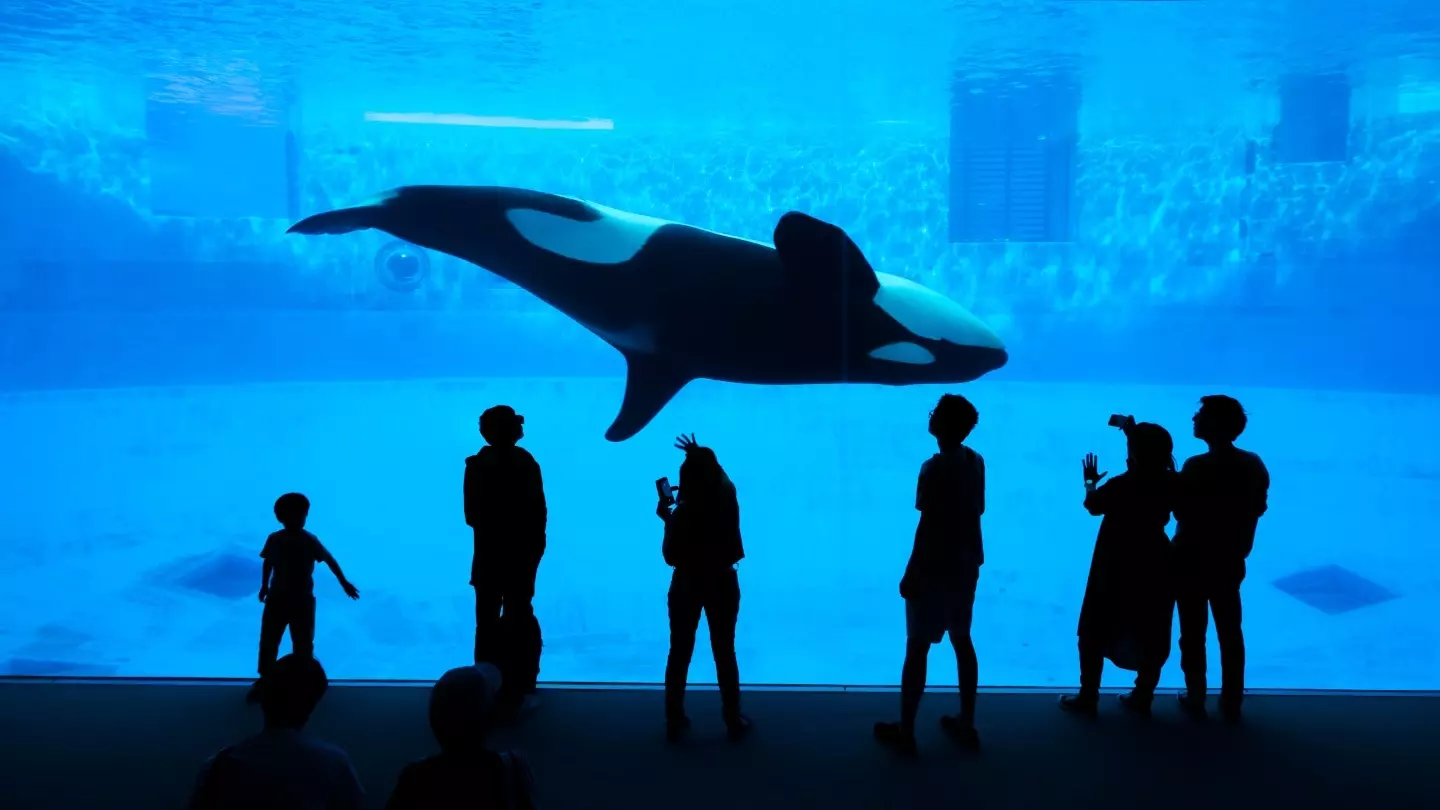 သုံ့ပန်းတွင် ထိန်းသိမ်းထားသော orcas အပေါ် ဖိစီးမှု သက်ရောက်မှု 24719_1