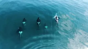 သုံ့ပန်းတွင် ထိန်းသိမ်းထားသော orcas အပေါ် ဖိစီးမှု သက်ရောက်မှု 24719_3