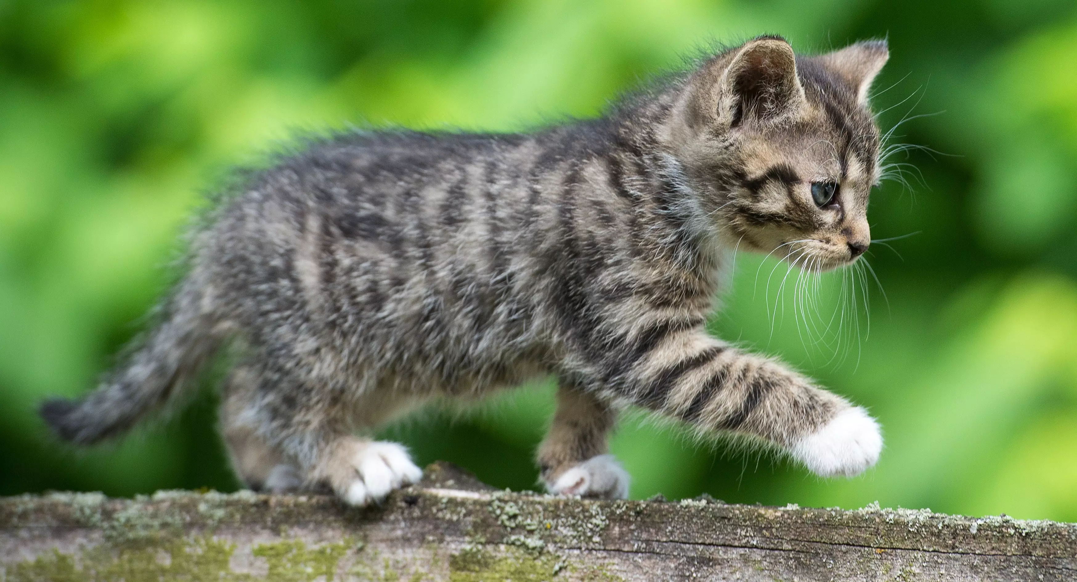 Sains: Lihatlah Anak Anjing dan Anak Kucing Comel Ini untuk Meningkatkan Produktiviti Anda 25121_1