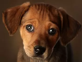 Sains: Lihatlah Anak Anjing dan Anak Kucing Comel Ini untuk Meningkatkan Produktiviti Anda 25121_6