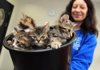 Sains: Lihatlah Anak Anjing dan Anak Kucing Comel Ini untuk Meningkatkan Produktiviti Anda 25121_8