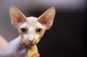 Sains: Lihatlah Anak Anjing dan Anak Kucing Comel Ini untuk Meningkatkan Produktiviti Anda 25121_9