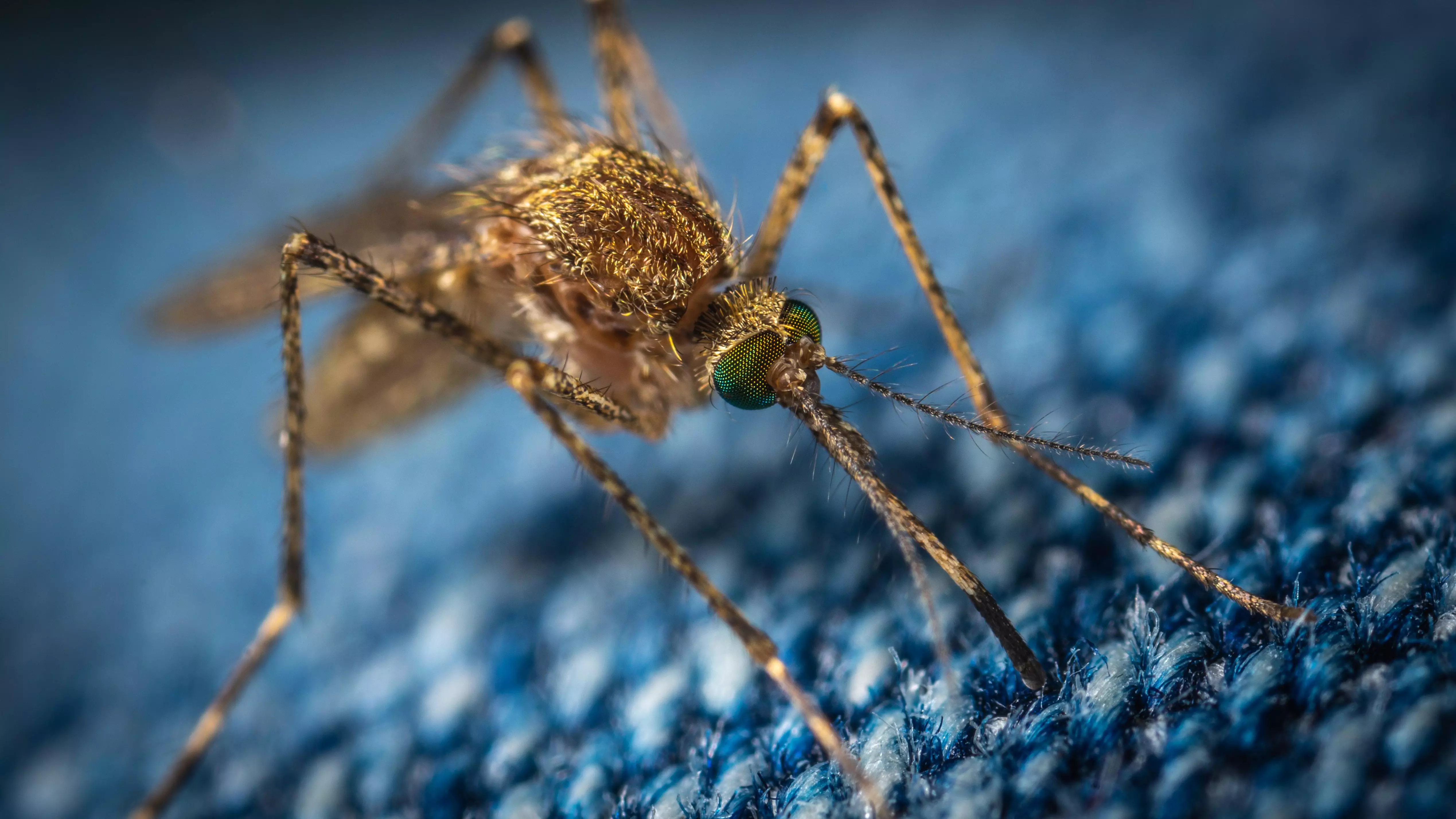 Το CRISPR προσφέρει στα κουνούπια μεταδοτική υπογονιμότητα 2588_1