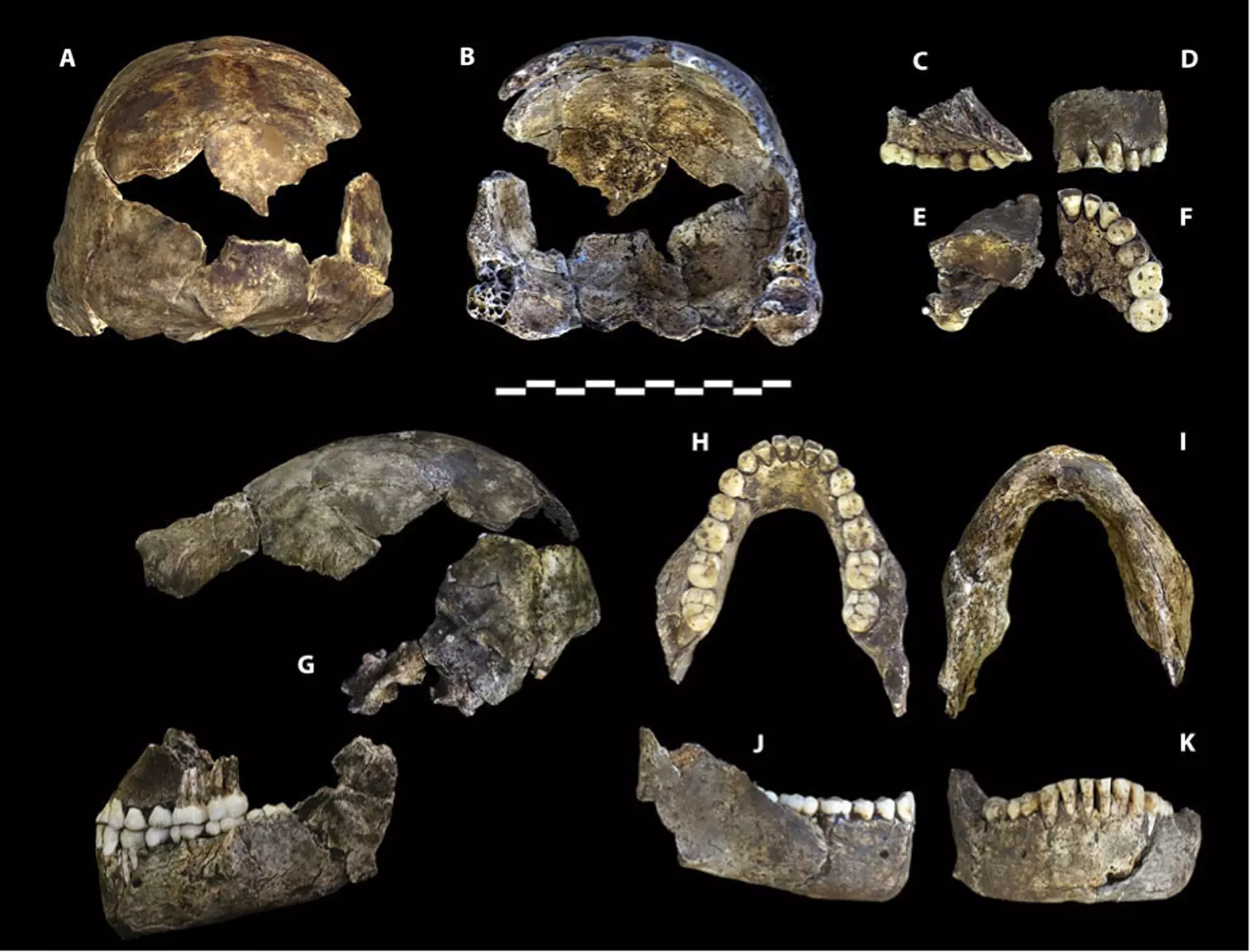 Homo naledi skedels