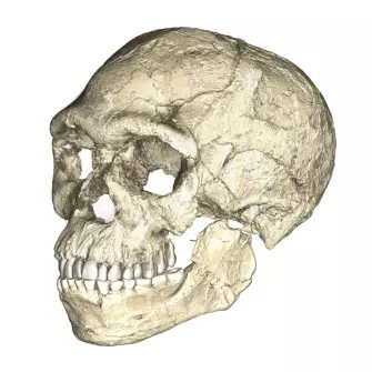 นี่อาจเป็น Homo Sapiens ที่เก่าแก่ที่สุดที่เคยพบในที่ที่น่าแปลกใจ 27959_6