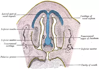 Ingabe Ama-Pheromone Ayabathinta Abantu? 28544_3