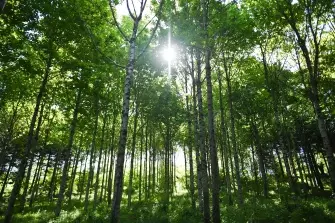 V Franciji starodavni gozdovi ponovno oživljajo - vsako leto so večji 28546_2