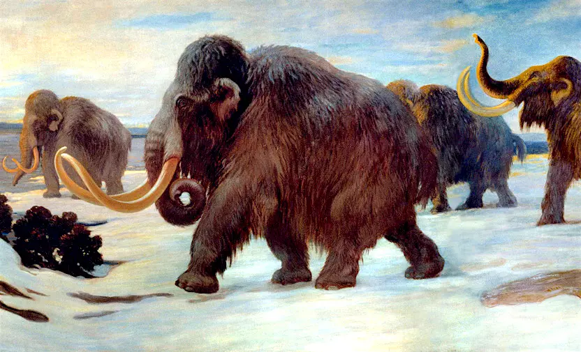 Mga Prehistoric Woolly Mammoths na Malapit Na Mag-Resurrect, Claim Harvard Scientists 29069_1