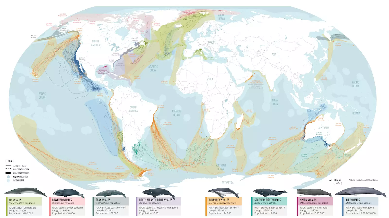 خريطة هجرة الحيتان