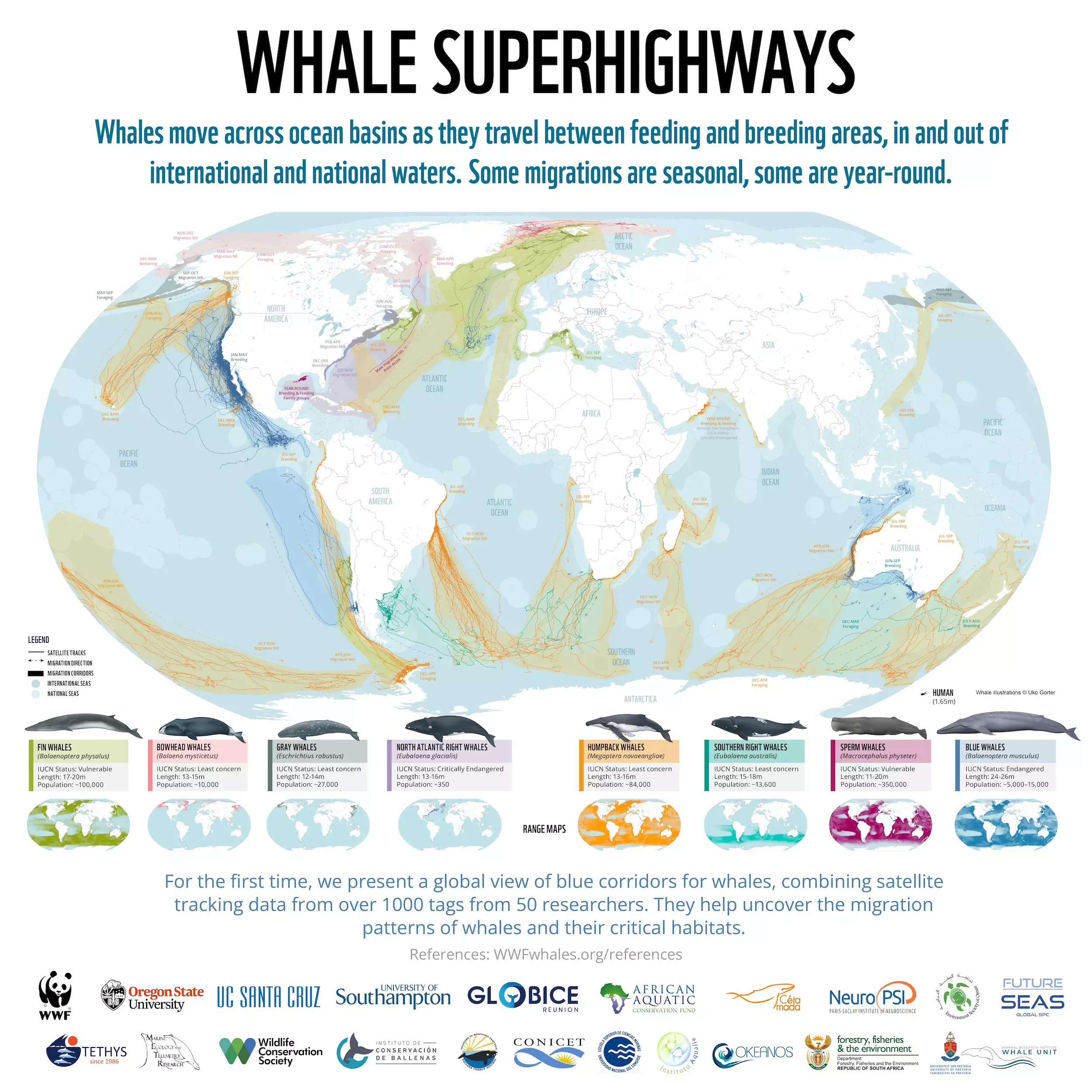 walvis migratie