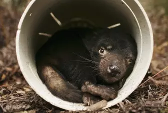 Hoe Tasmaanyske duvels evoluearje om werom te fjochtsjen tsjin útstjerren 30875_2