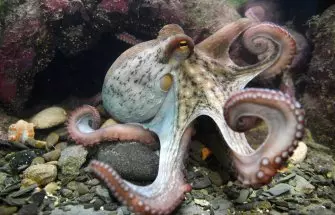 De octopus is een fascinerend wezen. Maar komt het uit een andere wereld? 30988_4