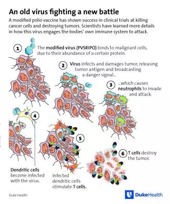 Új módszer a rákos sejtek elpusztítására... egy régi gyógyszer használatával 31207_3