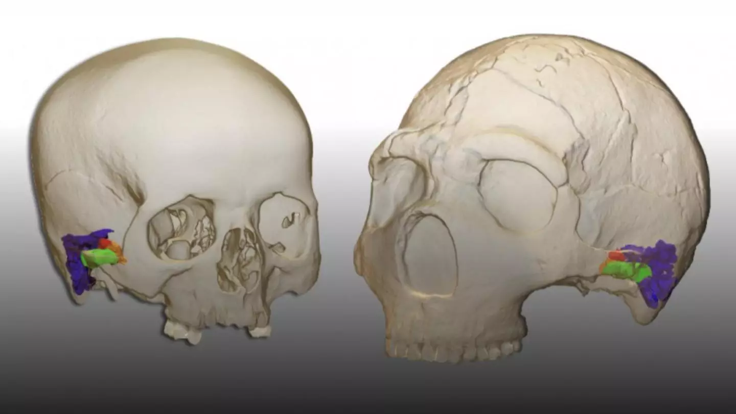 Neanderthalers kunnen menselijke spraak produceren en horen, vindt nieuwe studie 3443_1