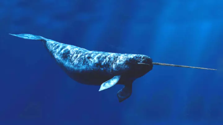 Lokacin da Narwhals Suka Haɗu da Mutane, Ta'addanci Ya Tura Su Iyaka 35360_0