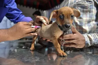 Zinātnieki izstrādā pretgripas vakcīnas suņiem, kas palīdzēs aizsargāt arī mūs 36129_4