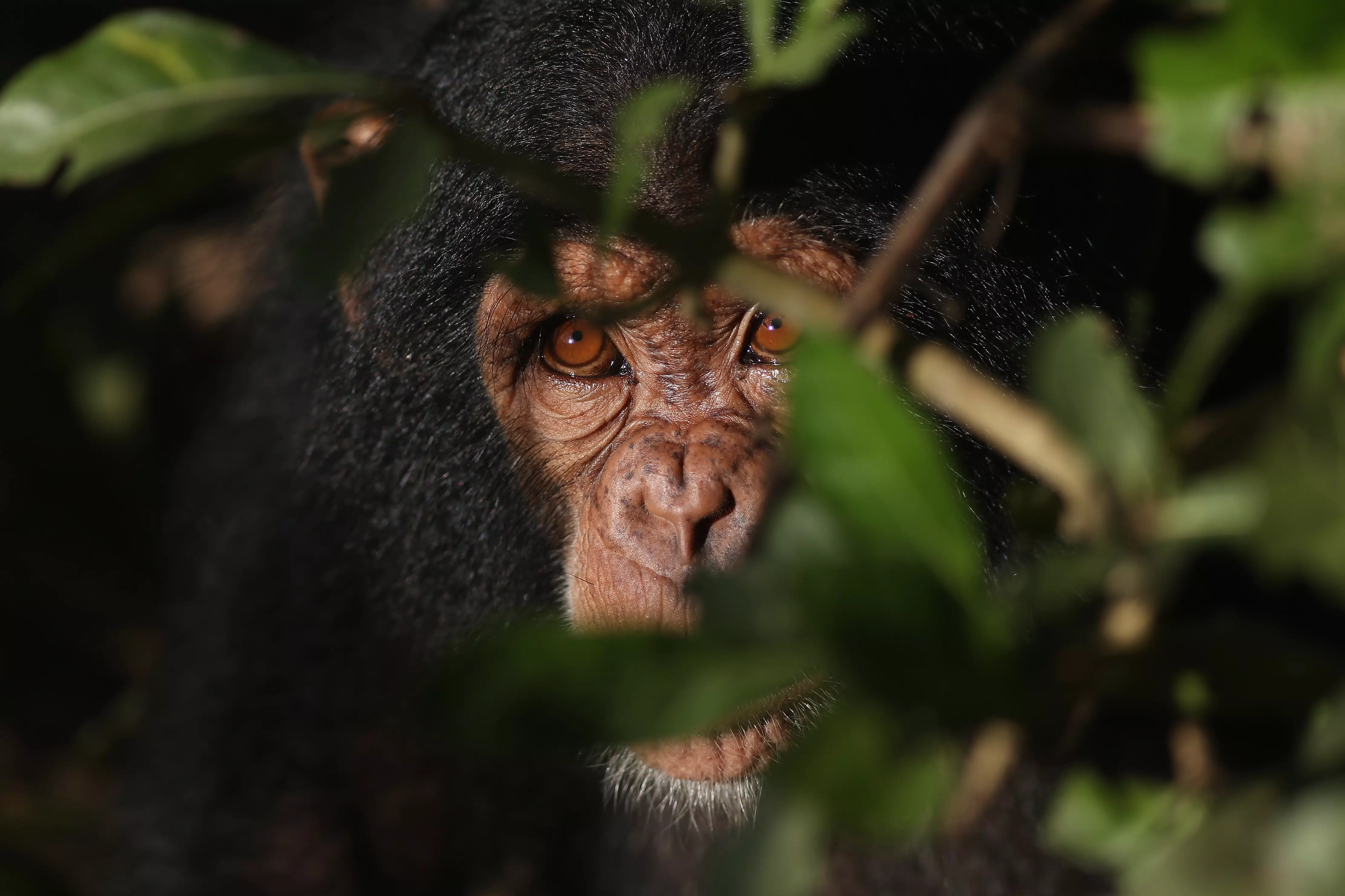 Wetenschappers hebben chimpansees gevangen die een bizar ritueel uitvoeren 36246_0