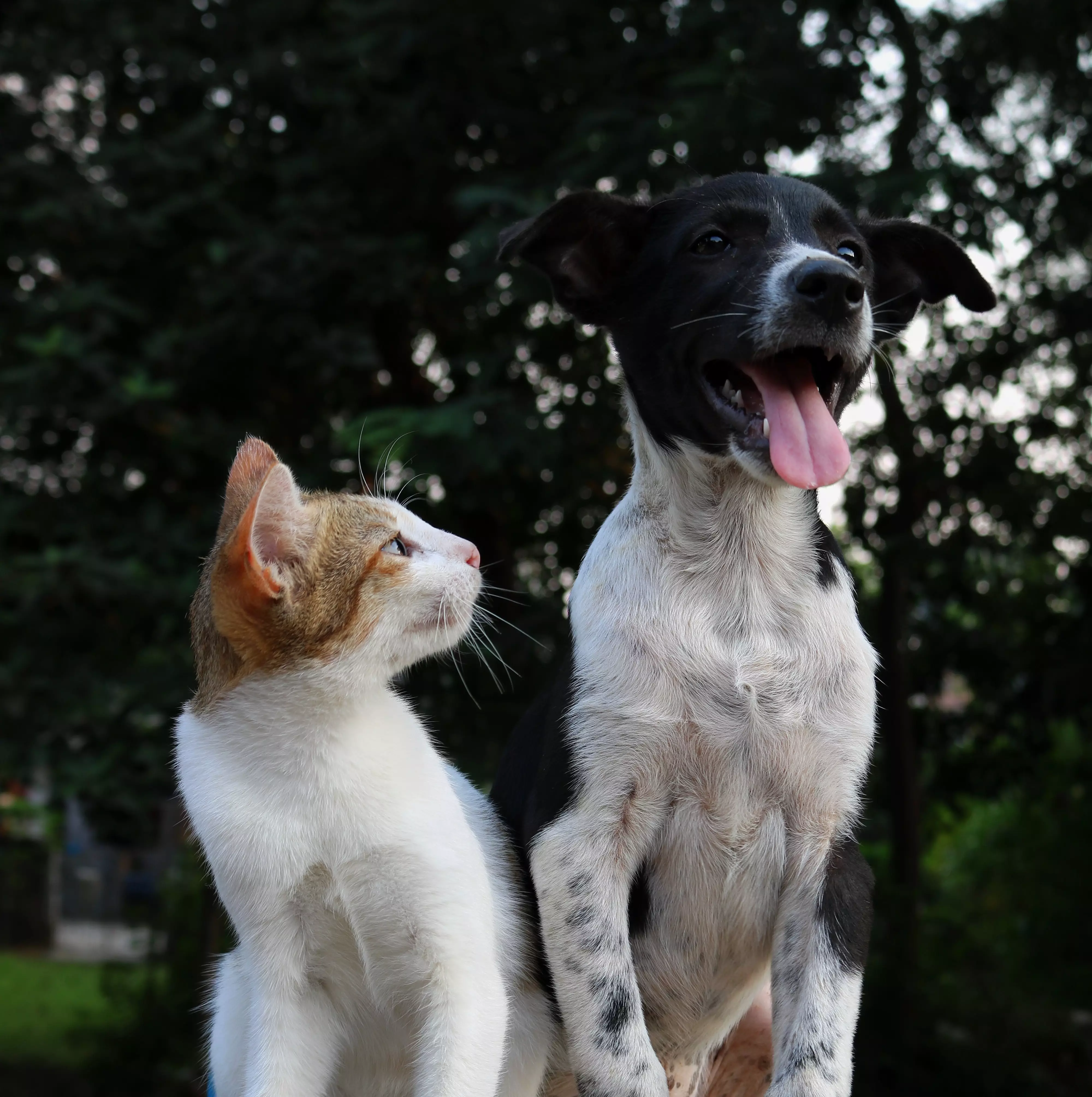 Los creyentes religiosos prefieren los perros a los gatos, por mucho 3641_1