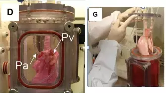 Világelső: A tudósok sikeresen ültetnek át laboratóriumban növesztett tüdőt sertésekbe 38113_4